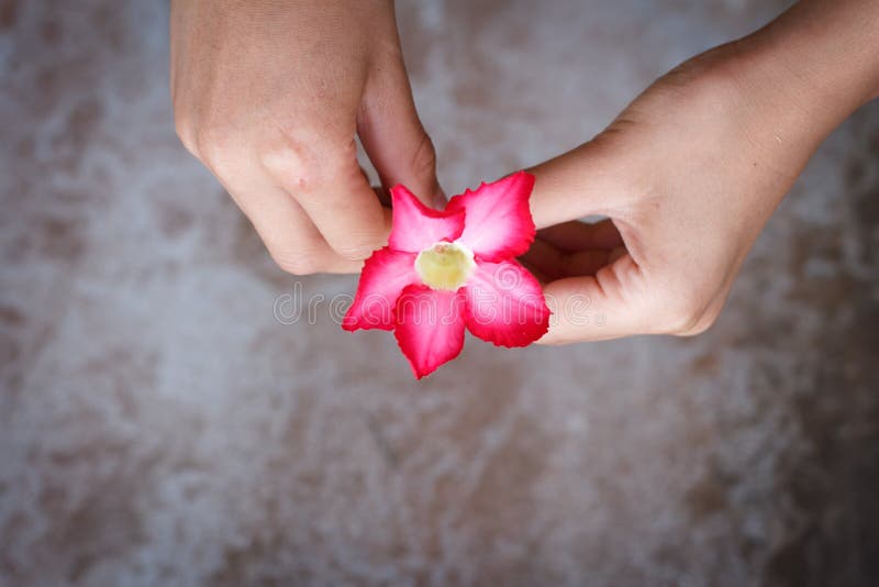 Flower. stock photo. Image of hands, care, family, park - 57189150