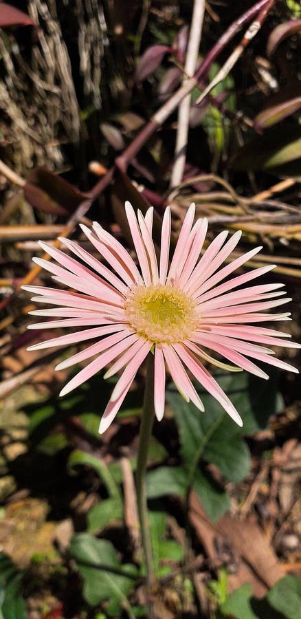 Flower, gleam and glow stock image. Image of nature - 238901863