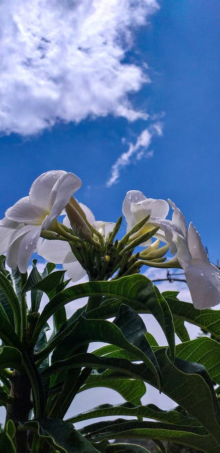 Flower, gleam and glow stock image. Image of plant, nature - 238901945