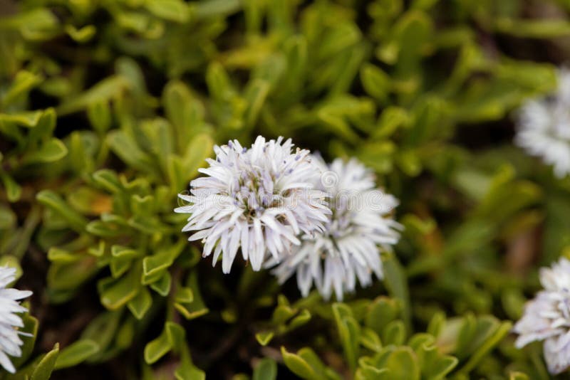 Flower of the Globe Daisy Globularia Repens Stock Image - Image of ...