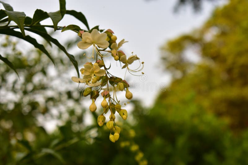 Flower stock image. Image of unity, smiles, gloom, flower - 129590125