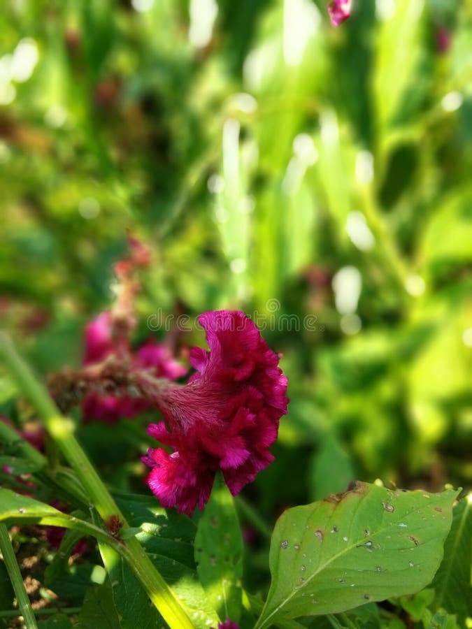 Flower stock photo. Image of flower, nature, goli, green - 115487802