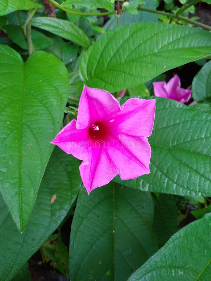 The flower is a good stock image. Image of shrub, herb - 222173831