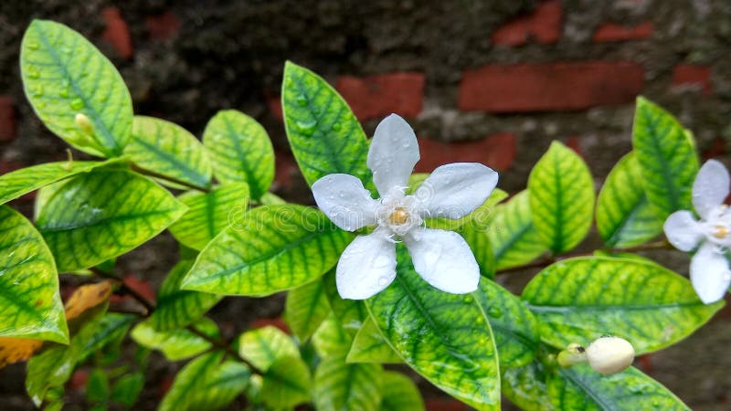 Flower stock image. Image of flower, good, flowers, tree - 91656203