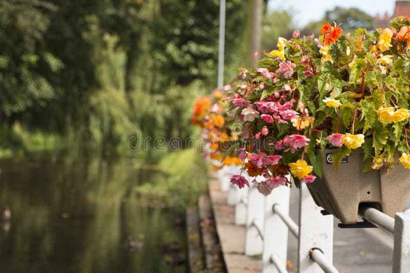 Flower stock image. Image of river, tree, sunny, summer - 76379879