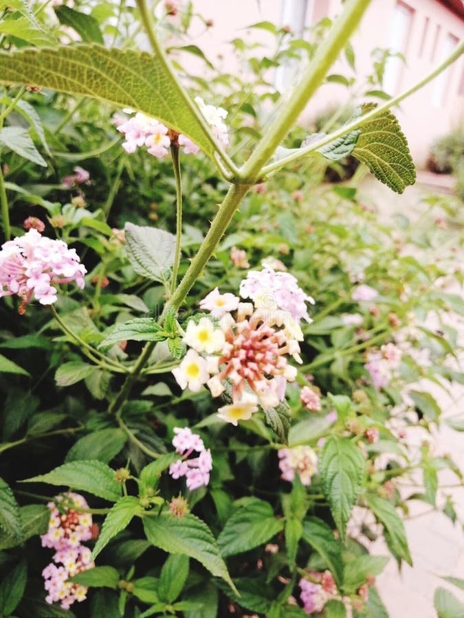 Flower in a graden stock image. Image of leaf, branch - 241263337