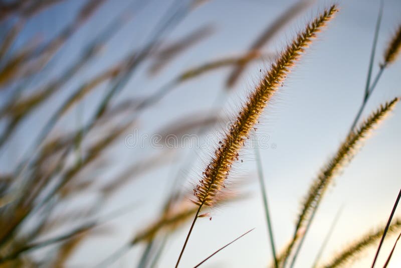 Flower gras stock image. Image of evening, stem, botany - 46663563