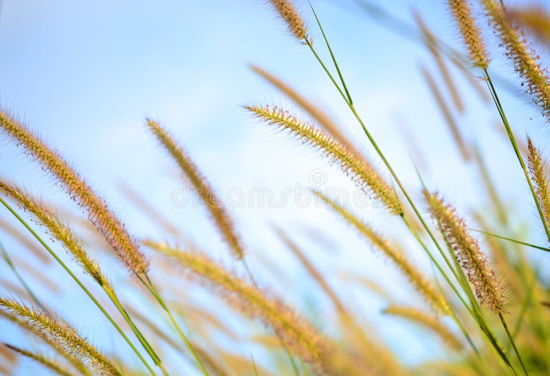 Flower gras stock photo. Image of light, forest, detail - 46663570