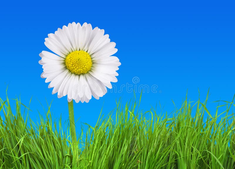 Flower on grass stock photo. Image of bright, colorful - 14561770