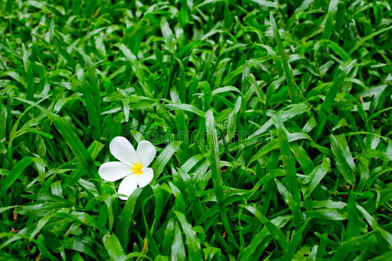 Flower on Grass stock image. Image of leaves, garden - 16719403