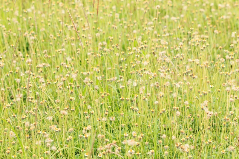 Flower Grass field stock image. Image of plant, yellow - 44498603