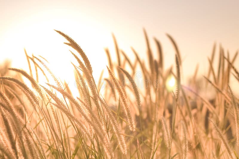 Flower of Grass Field Sunlight Rim Light Stock Image - Image of ...