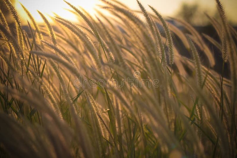 Flower of Grass Field Sunlight Rim Light Stock Photo - Image of summer ...