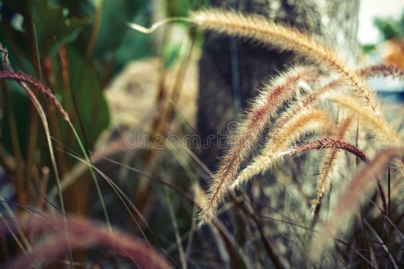 Flower Grass in the Garden Near the Tree. Stock Image - Image of ...