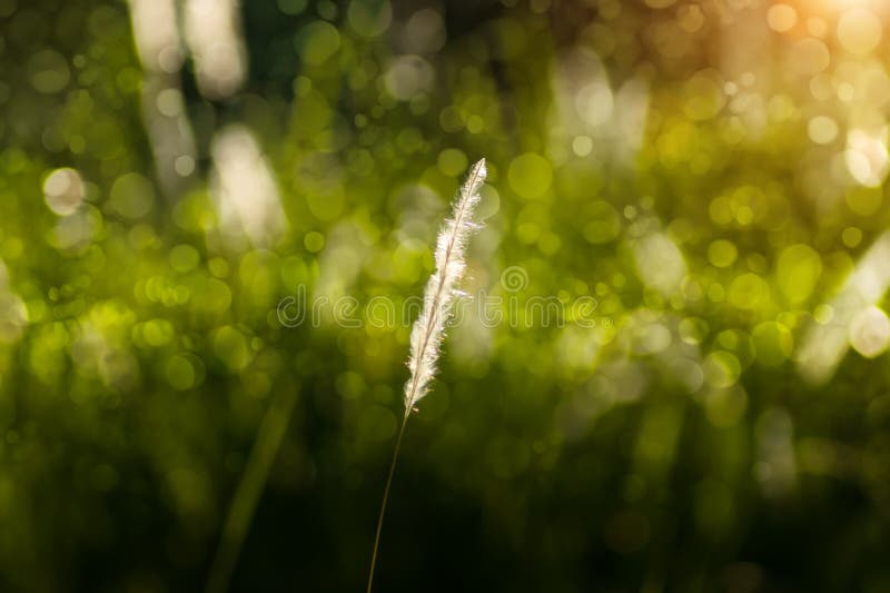 Flower Grass with Light Background Stock Photo - Image of countryside ...