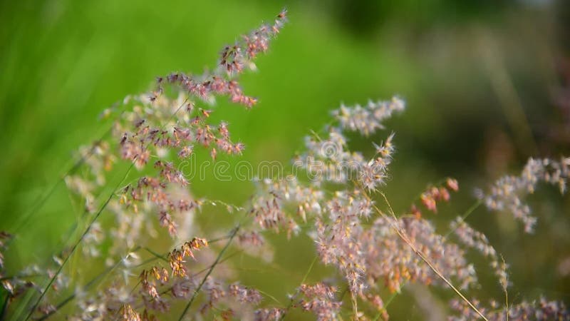 Flower Grass Movement by Wind Stock Video - Video of blur, environment ...