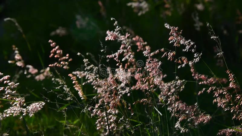 Flower Grass Movement by Wind Stock Footage - Video of blossom, floral ...