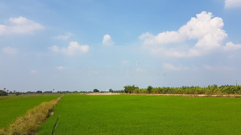 Rice Fields Mixtures of Plant Species Stock Image - Image of landscape ...