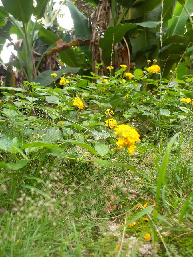 Flower, Grass, Yellow, Autumn Stock Image - Image of produce ...