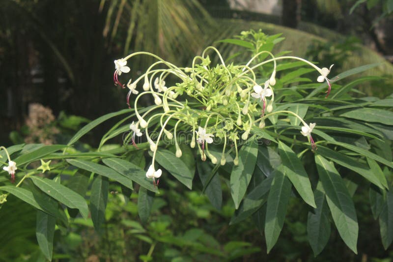 While flower green stock photo. Image of garden, wildflower - 270749808