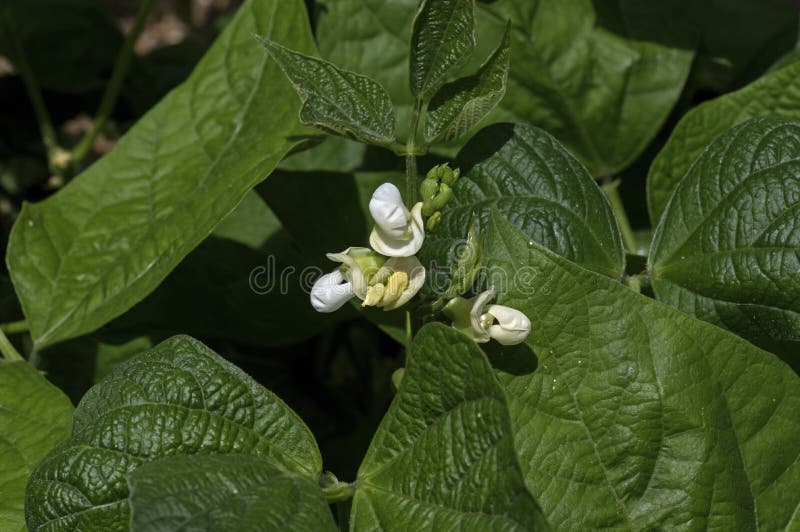 Flower of Green Bean stock image. Image of bush, food - 95170865