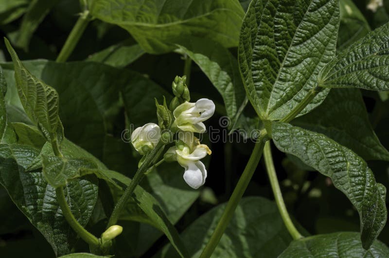 Flower of Green Bean stock photo. Image of case, fruit - 95170894