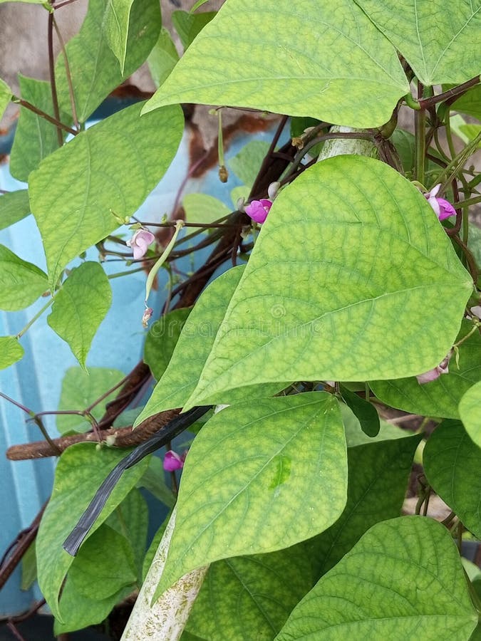 Flower Green Beans Plants Start Stock Photo - Image of plants, start ...