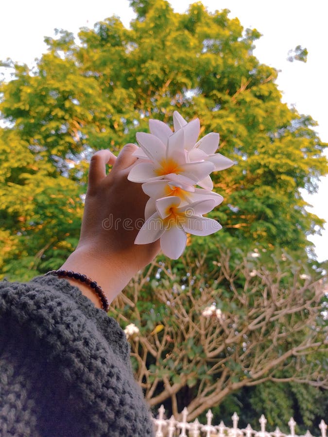 Flower Green Calm Morning Sweet Stock Photo - Image of flower, calm ...