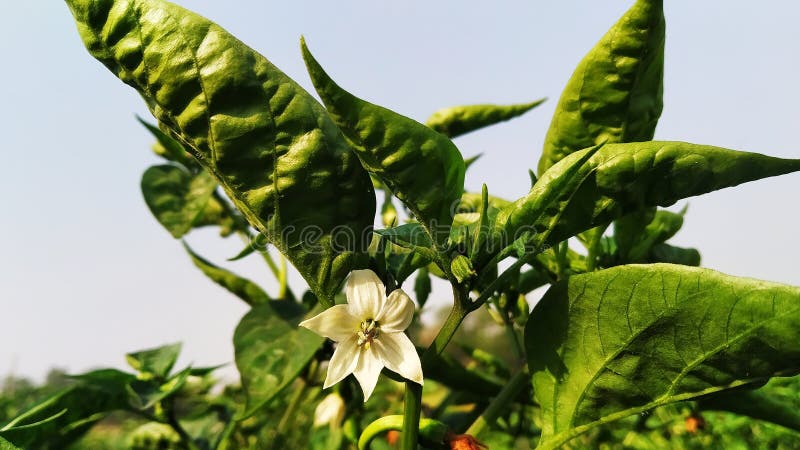 Flower of green chillies stock image. Image of branch - 178507607