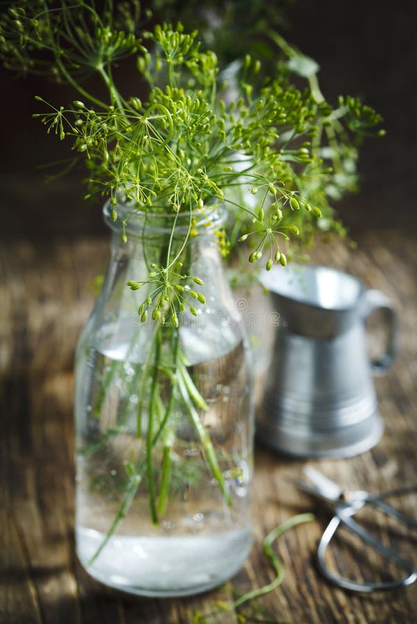 Flower of Green Dill. Fennel Stock Photo - Image of herb, head: 58280218