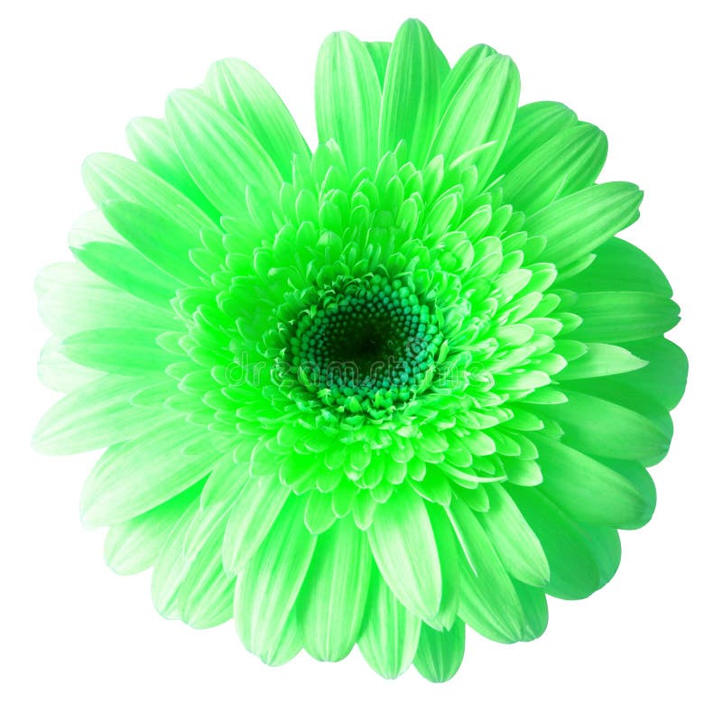 Flower Green Gerbera Isolated on White Stock Photo - Image of ...
