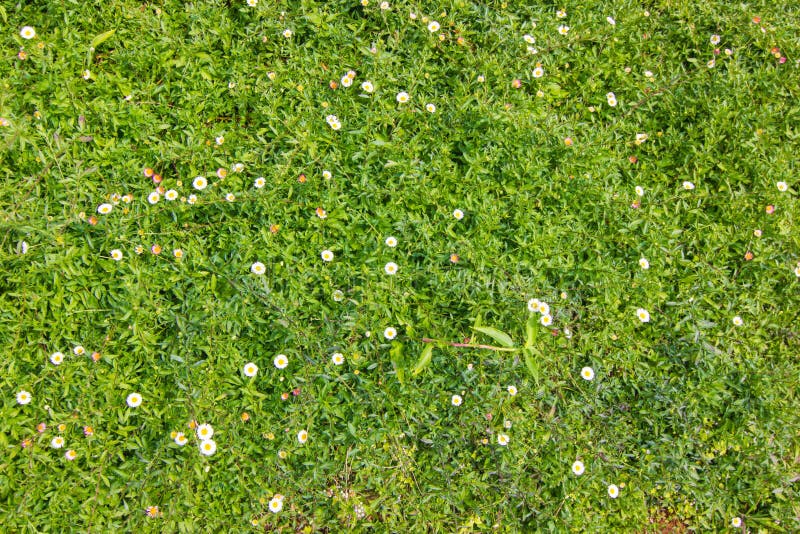 Flower on Green Grass stock image. Image of botanic, park - 48834667