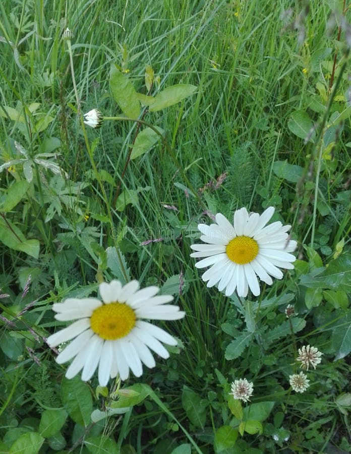 Flower Green Grass Oxeye Daisy Stock Image - Image of grash, grass ...