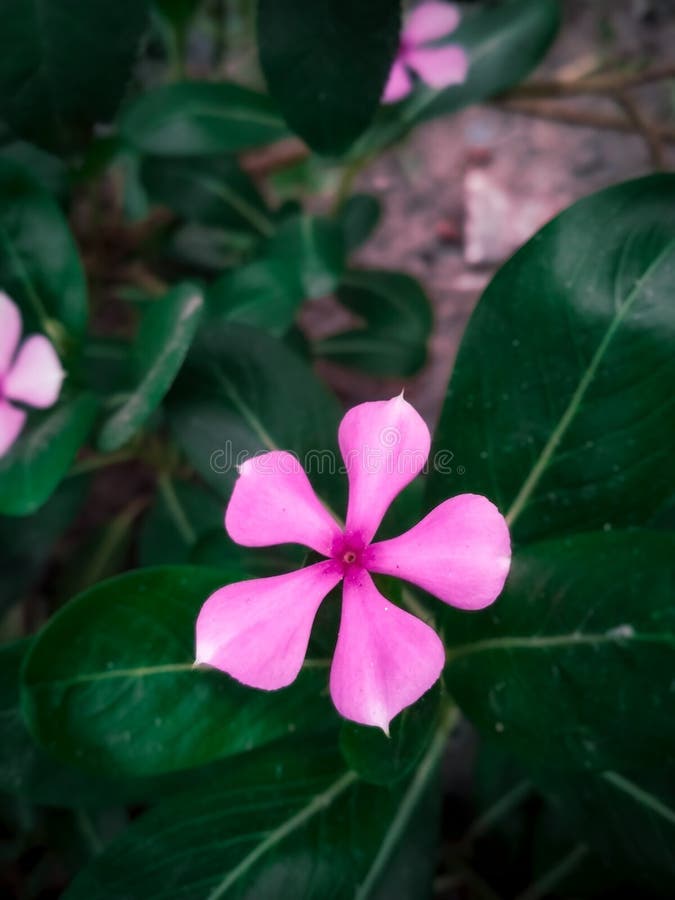 Flower with green leaf stock image. Image of nice, looking - 221387417