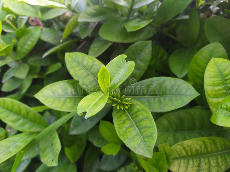 Begron Stock Photos - Free & Royalty-Free Stock Photos from Dreamstime