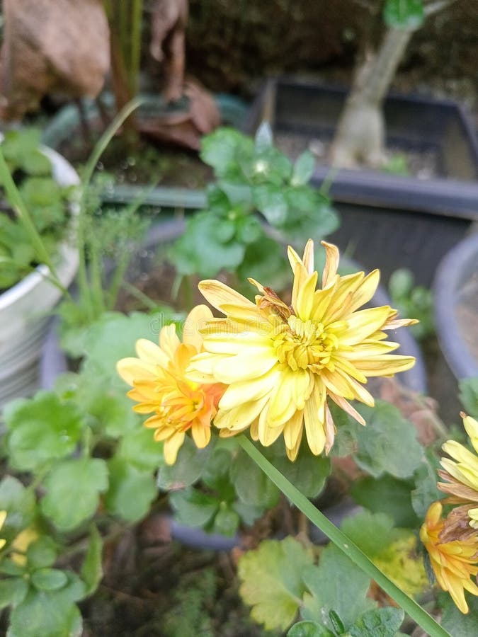Flower and Green Leaves in Indonesia 3 Stock Photo - Image of blossom ...
