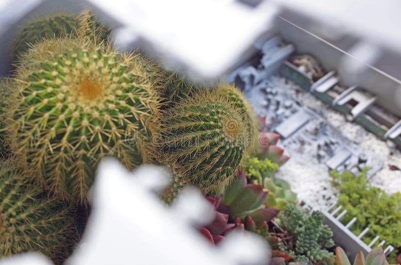 Flower and Cactus Plant on Computer Stock Photo - Image of city, farmer ...