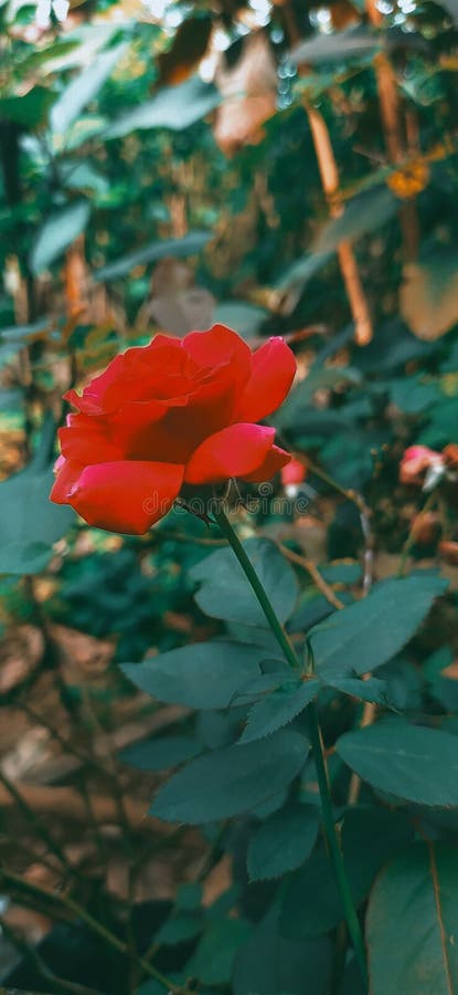 Flower, Green, Rose, Red , Wallpaper, Lockscreen, Aesthetic Stock Photo ...
