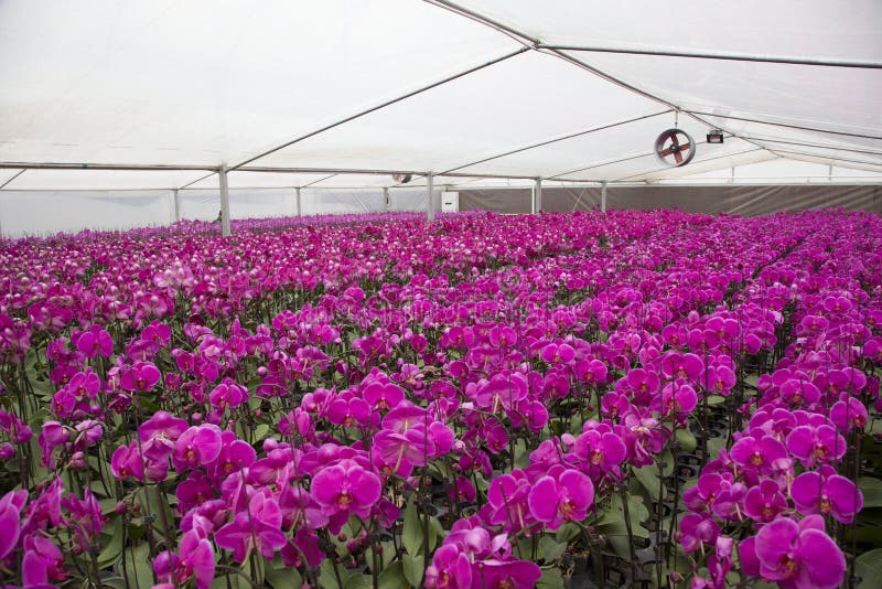 Greenhouse stock image. Image of hothouse, interior, culture - 23389937