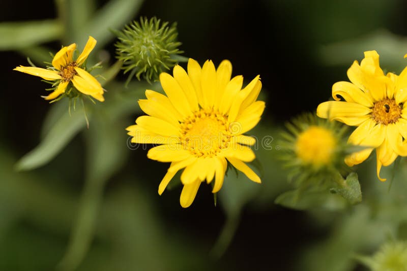 Flower of Grindelia Robusta Stock Photo - Image of flora, herbaceous ...