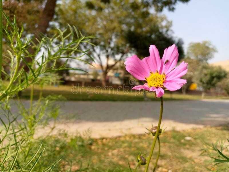 Flower in a ground stock photo. Image of bouquet, field - 218242692