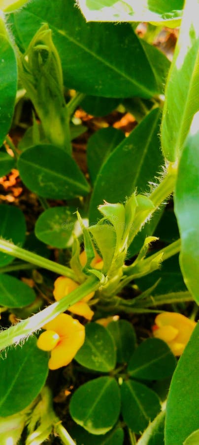 This is Flower of Groundnut Stock Photo - Image of farm, groundnut ...