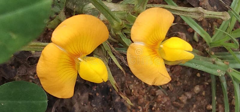 The flower groundnuts stock photo. Image of quail, vegetable - 196273864