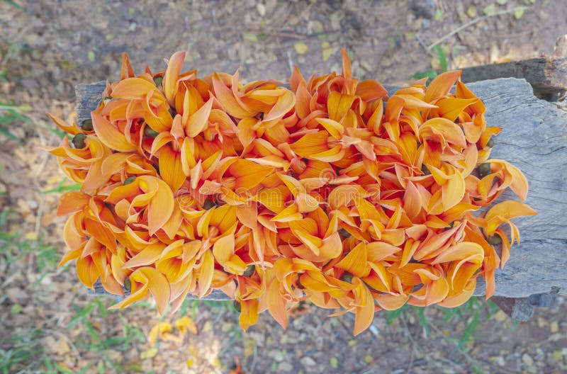 Flower of Palash, Butea Monosperma, Natural, Nature Stock Image - Image of seeds, trunk: 177888827