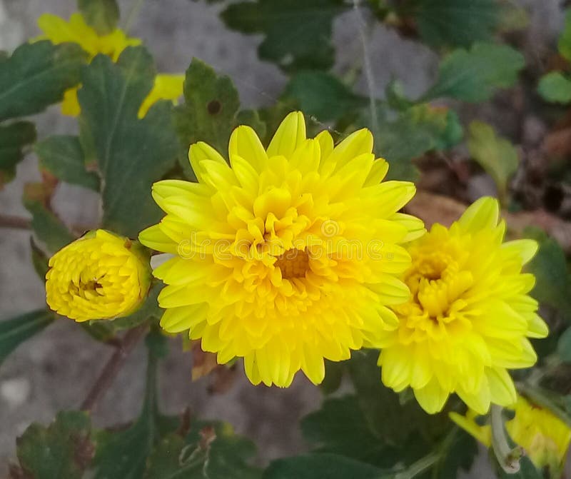The Grow of Shewanti Flower. Stock Photo - Image of plant, beautiful ...