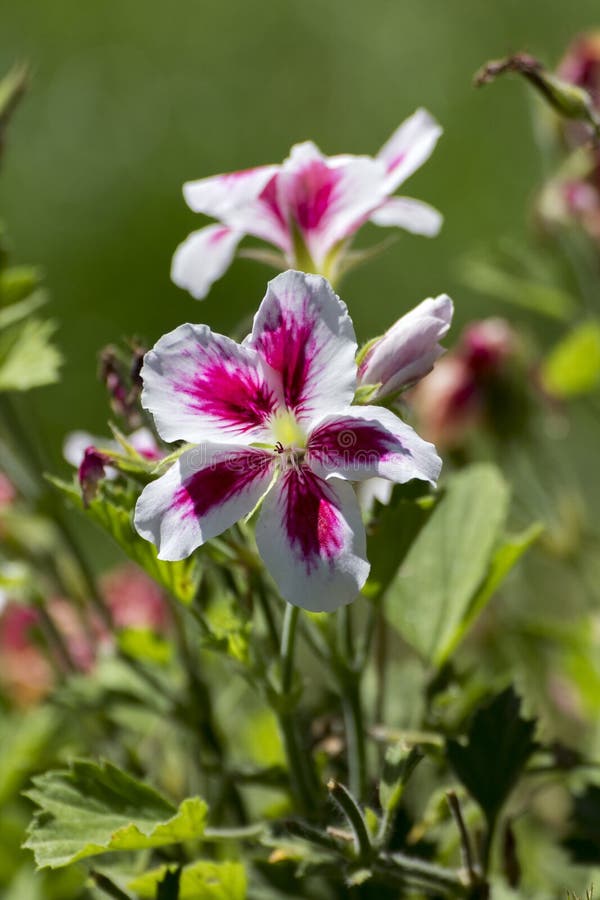 Flower stock image. Image of growing, colors, flower - 98696043