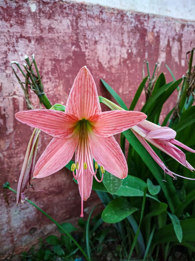 This is the Flower of Barbados Lily. Stock Photo - Image of lily ...