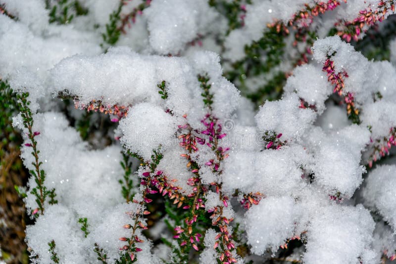 Flowers Growing through the Ice Stock Photo - Image of white, beauty ...