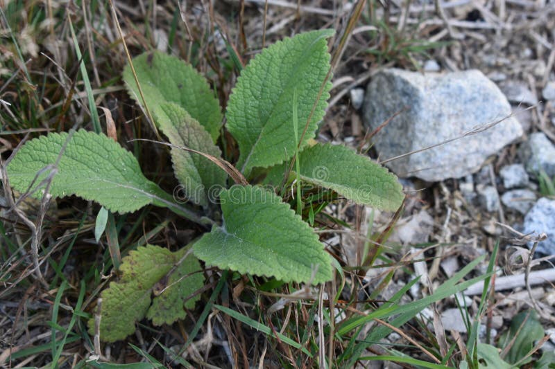 Herb stock image. Image of wildflower, growing, soil - 294664843
