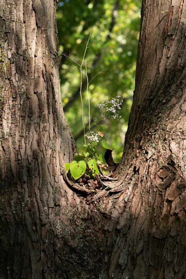 A Flower Growing in the Middle of of a Tree Trunk Dividing in Two ...